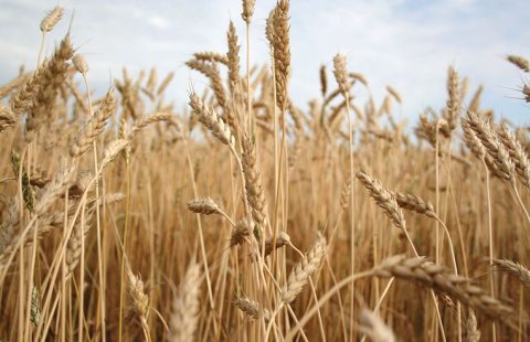 Origins of Wheat - Explore Saskatchewan Agriculture