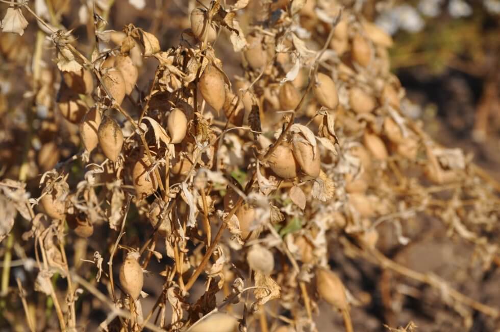 Chickpeas - Explore Saskatchewan Agriculture